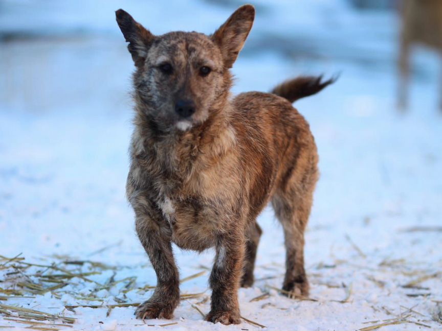 Щенок коротколапой собаки в добрые руки