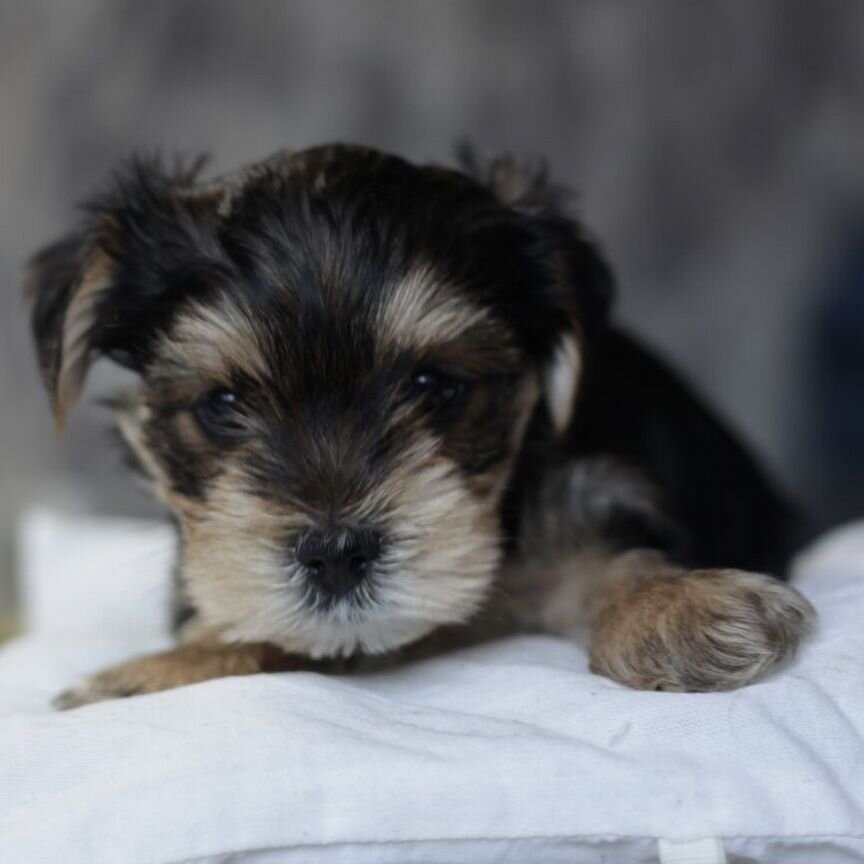 Йоркширский терьер, щенок