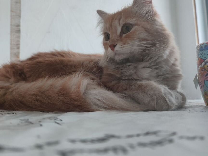 Кошка