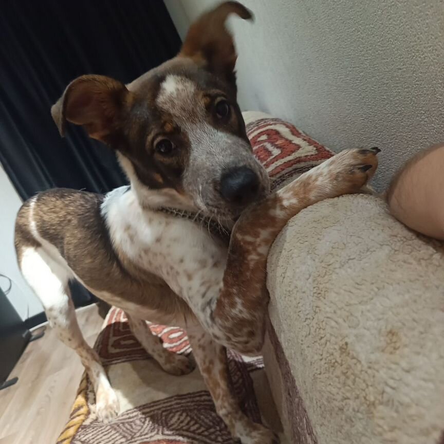 Собака в добрые руки отдам бесплатно