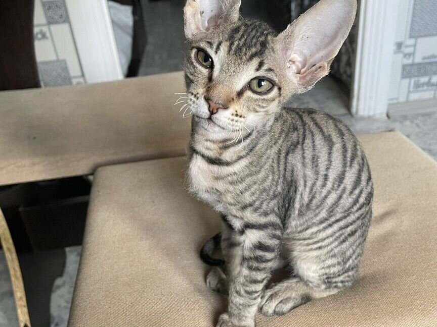 Котята сфинкс