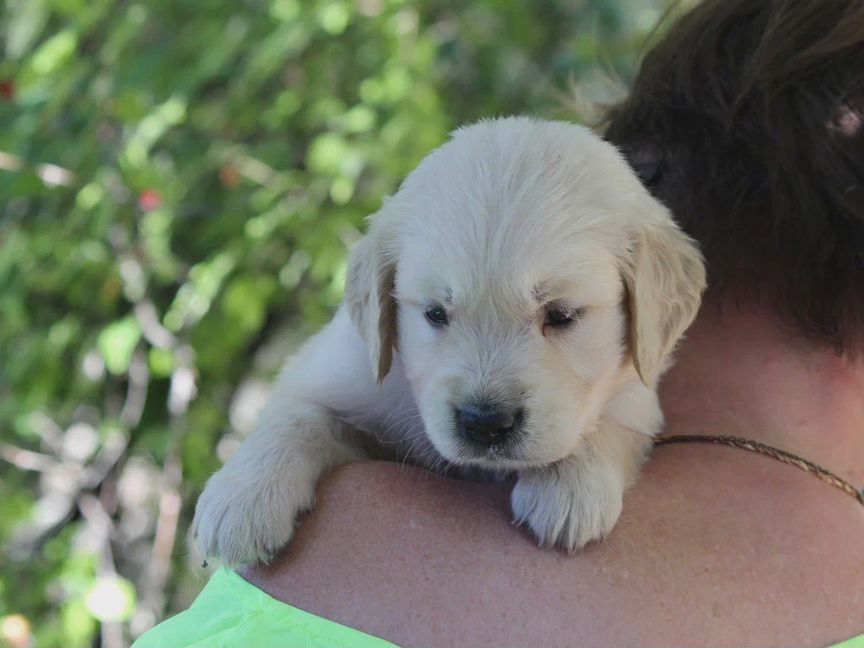 Золотистый ретривер