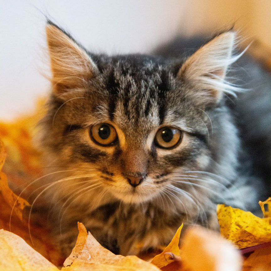 Котенок мальчик в добрые руки