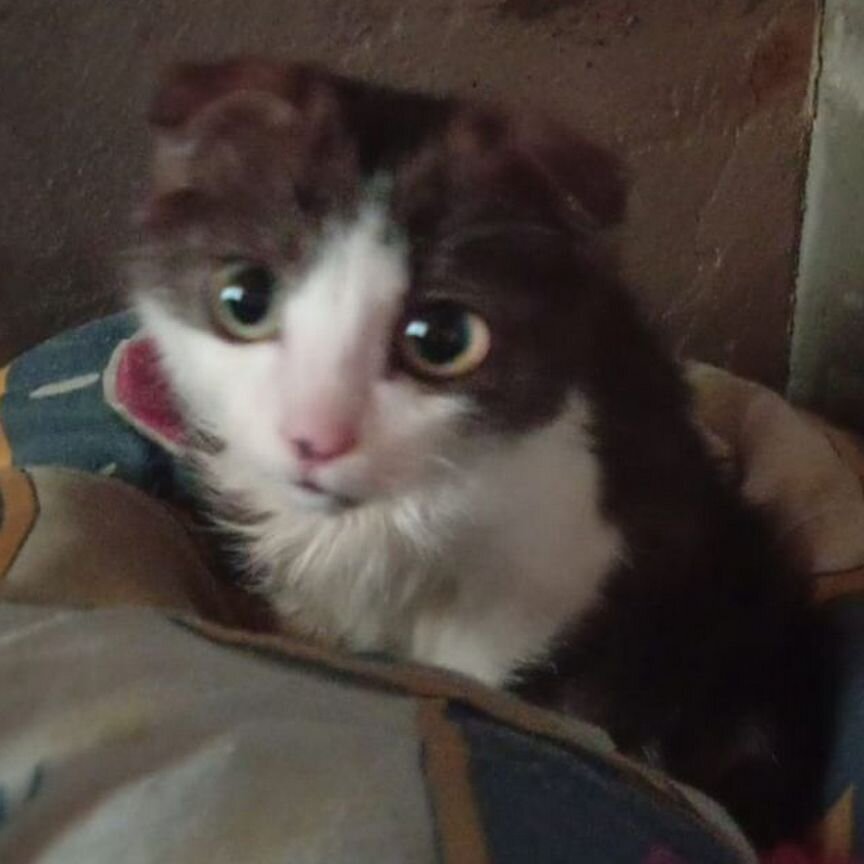 Котенок в добрые руки