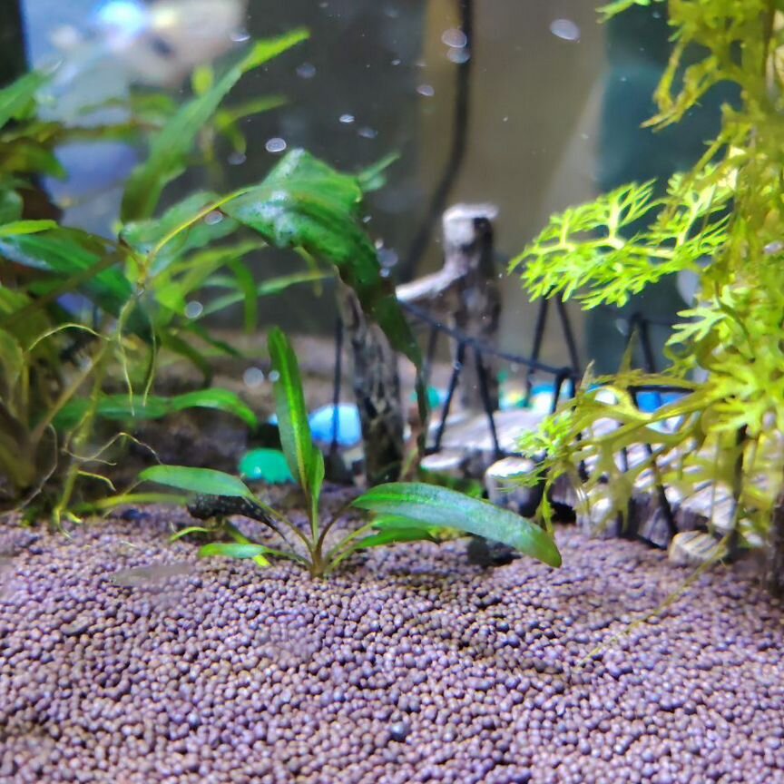 Рыбки гуппи