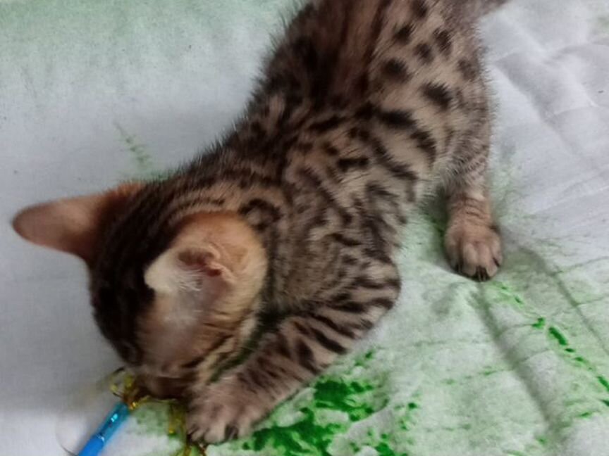 Котики Саванна