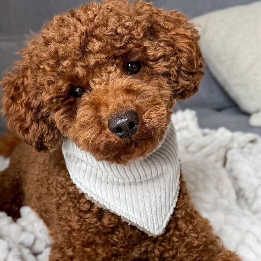 Той-пудель, щенок