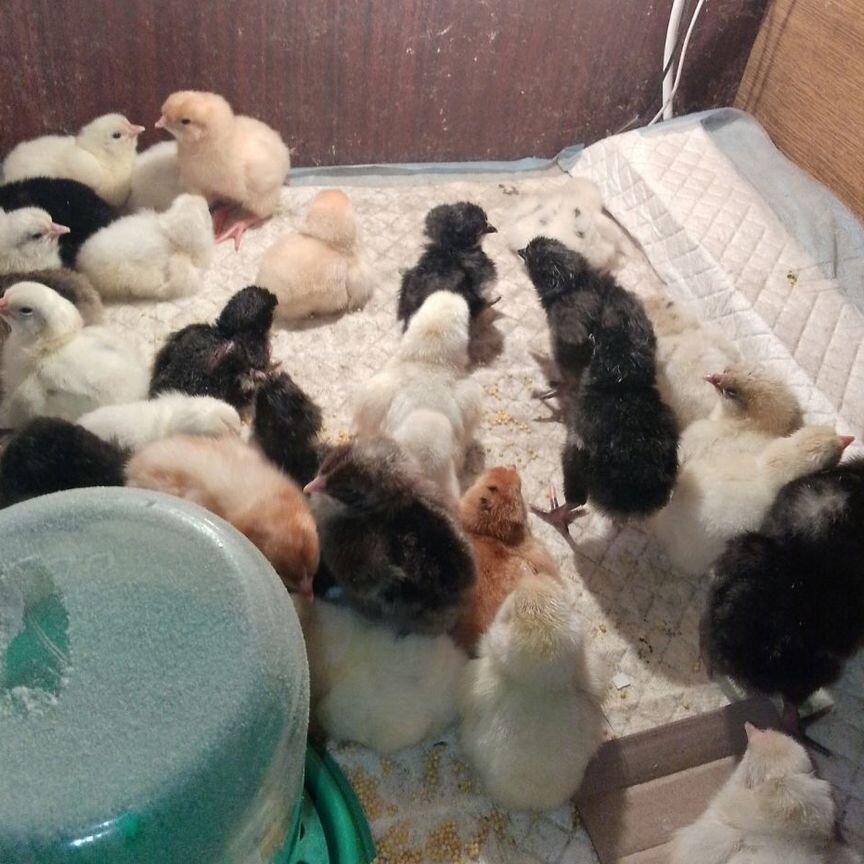 Цыплята суточные