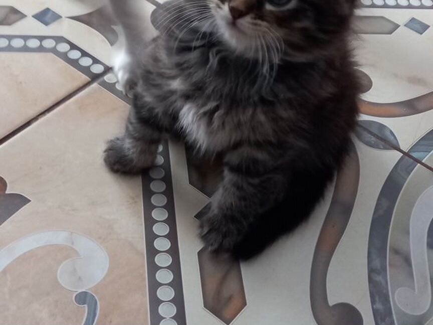 Пушистик ищет дом