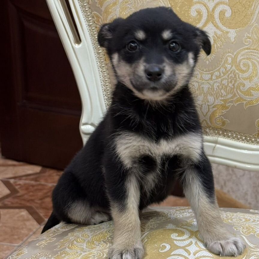 Щенок в добрые руки