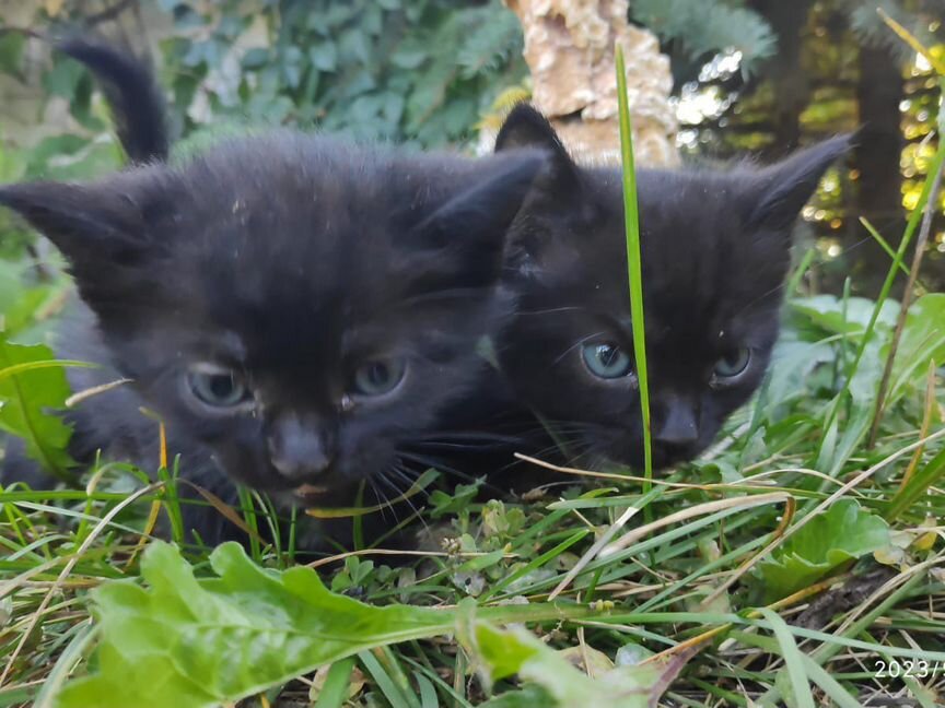 Кошка в дар