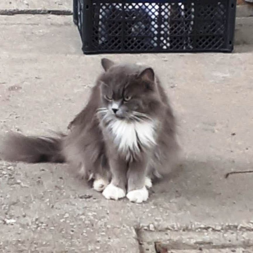 Кошечка ласкушечка