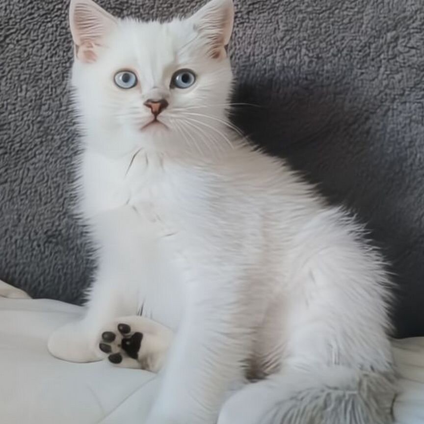 Шотландский прямоухий короткошёрстный котёнок