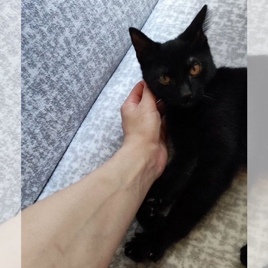 Отдам в добрые руки котенка (мальчик)