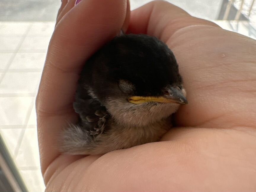 Птенец ласточки