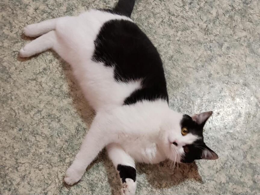Красивая кошка
