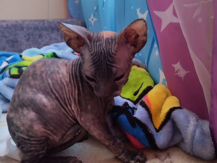 Канадский сфинкс