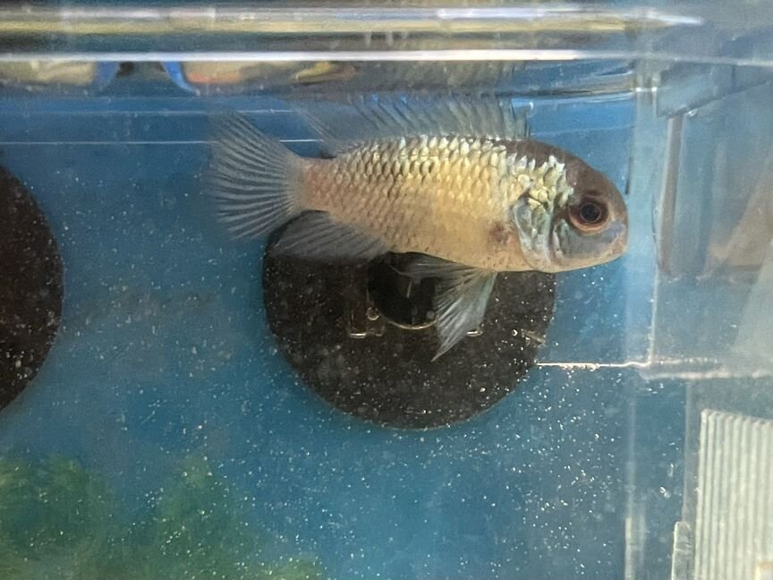 Аквариумные рыбки