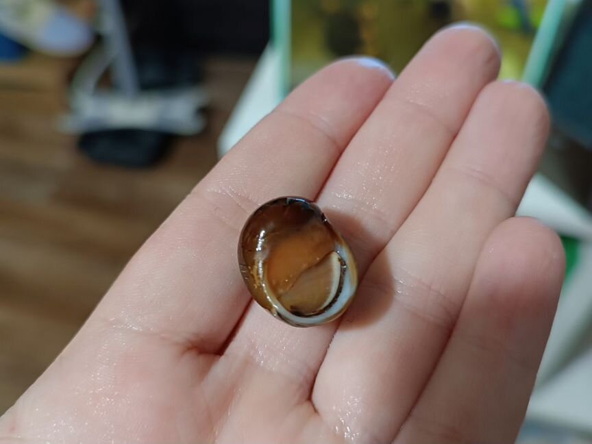 Улитка неритина живая активная