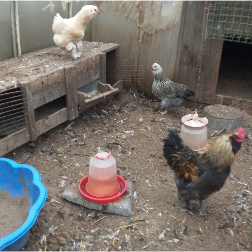 Курочка и петушок