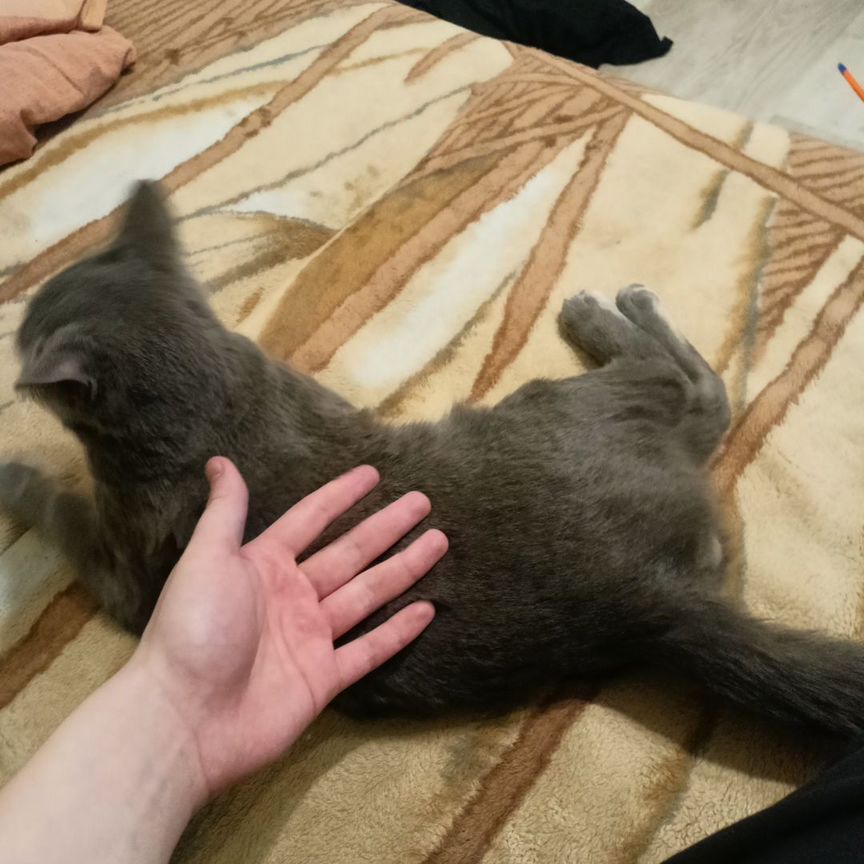 Котята в добрые руки бесплатно мальчик и девочка