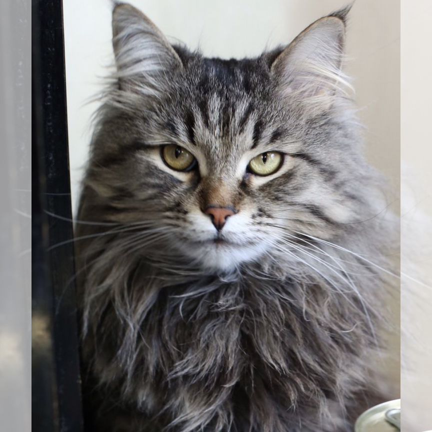Сибирский кот