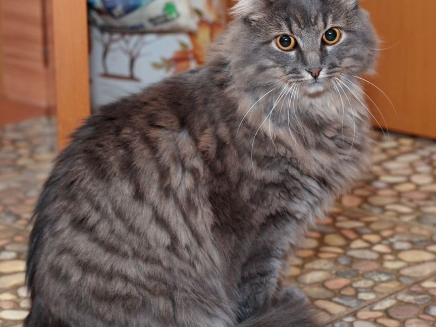 Котята и кошки в добрые руки