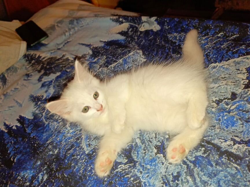 Продаю котят