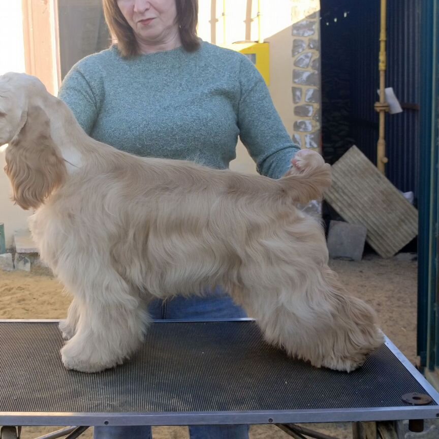 Американский кокер-спаниель, щенок