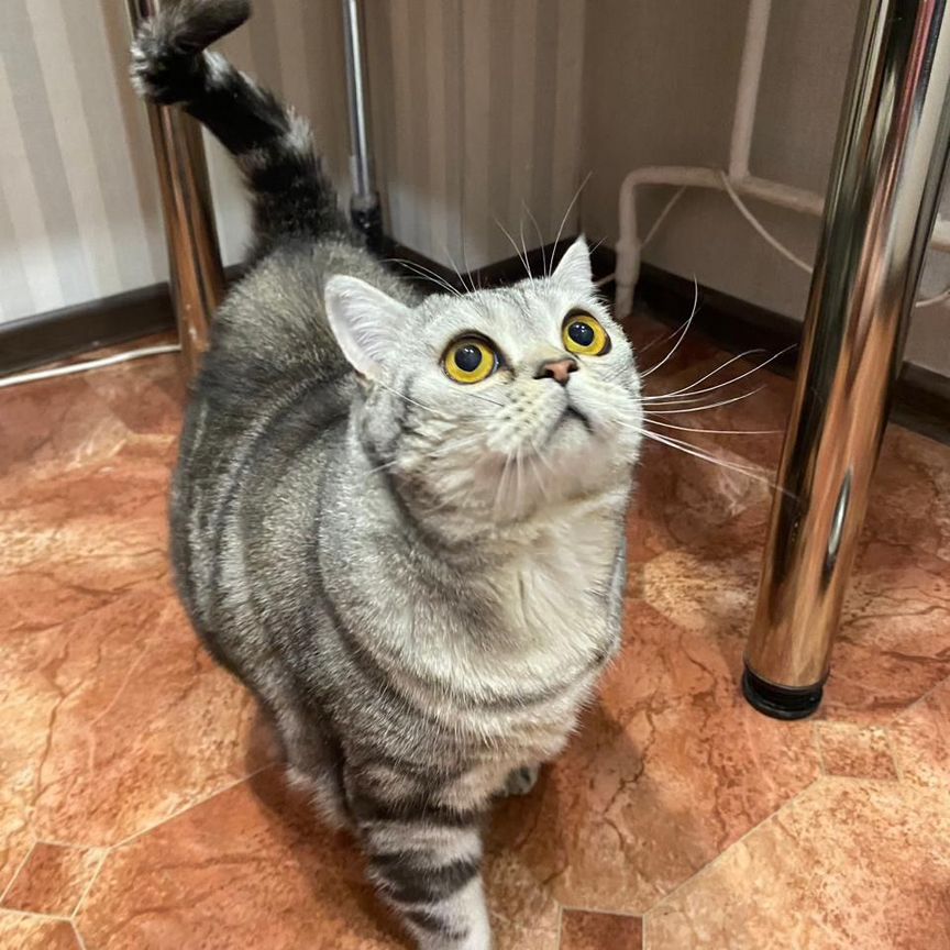 Кот