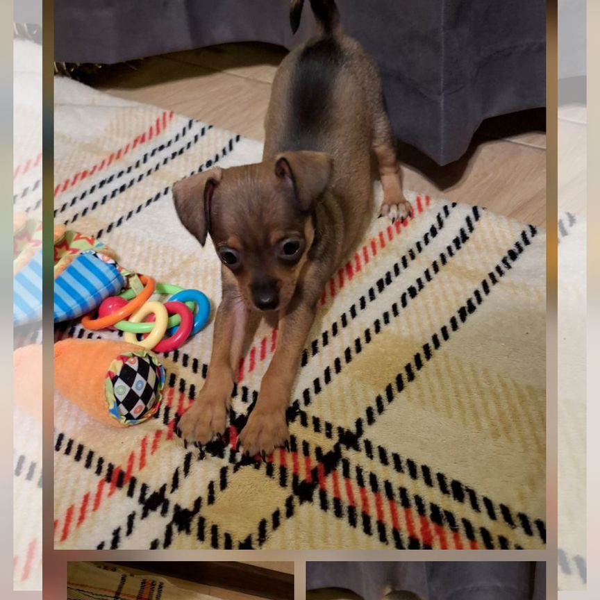 Русский той-терьер, щенок