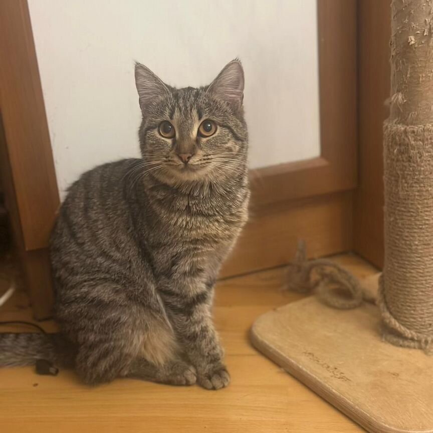 Котята подростки