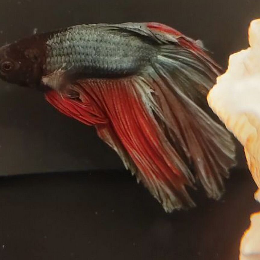 Рыбка Петушок самец