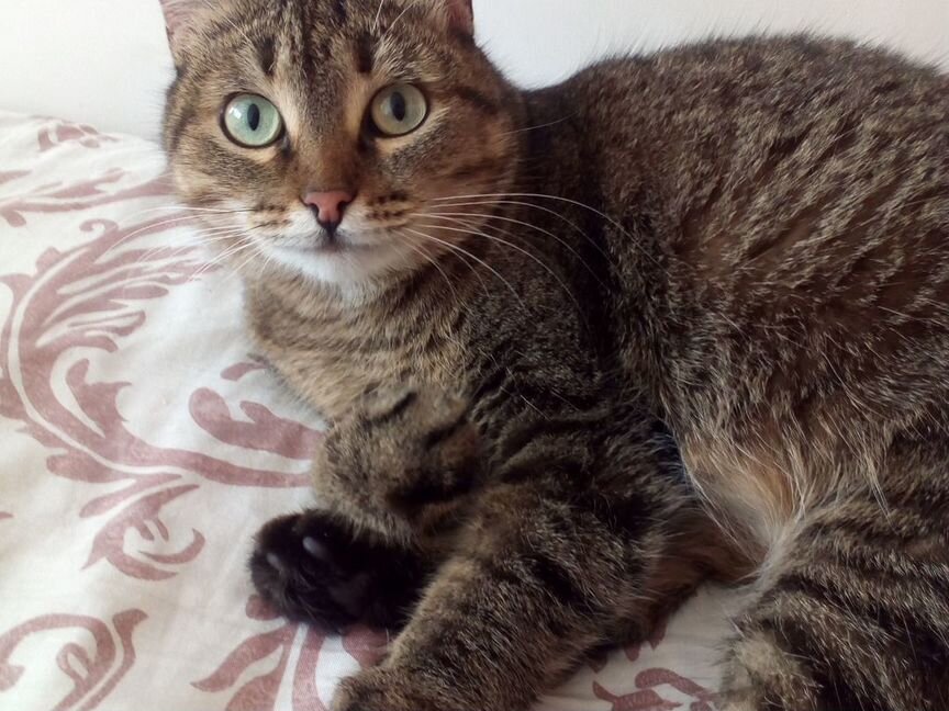 Отдам в добрые руки