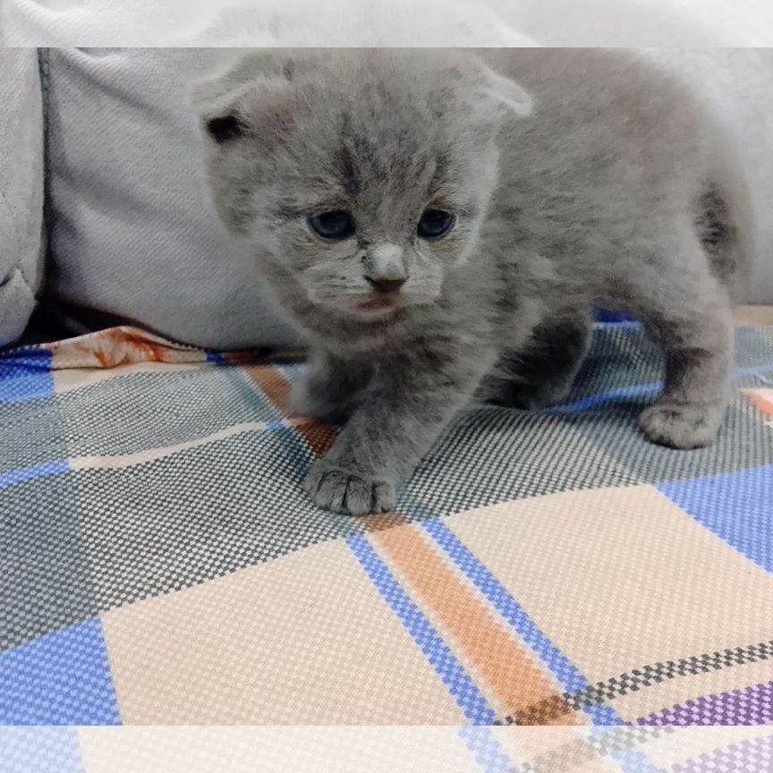 Британский короткошёрстный котёнок