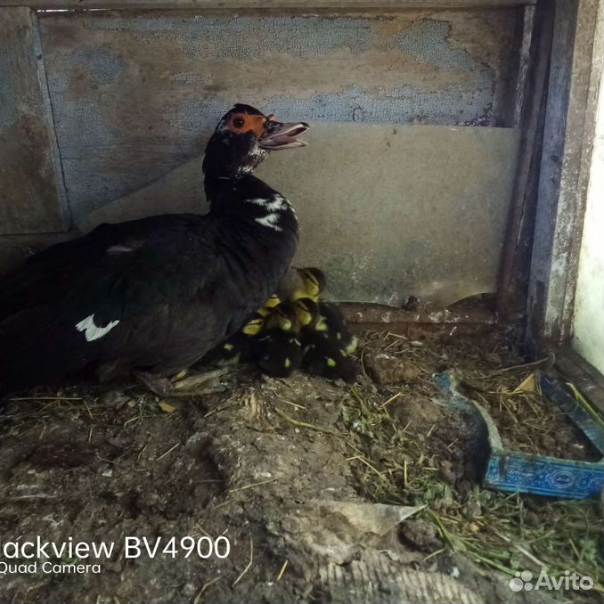 Мускусные утки