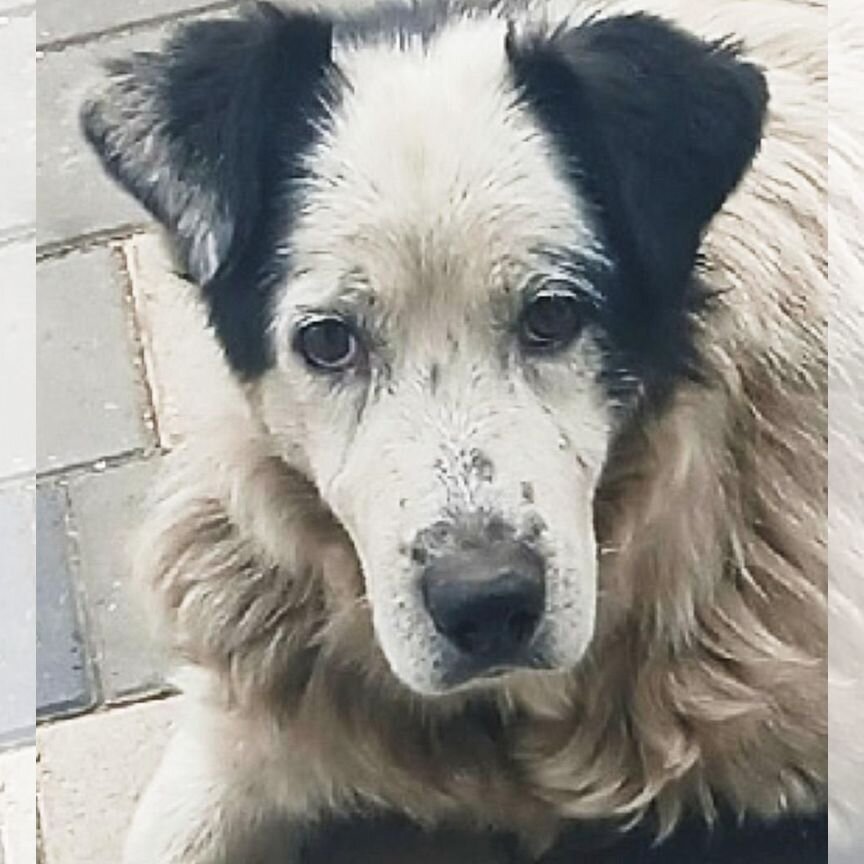 Взрослый пёс в добрые руки