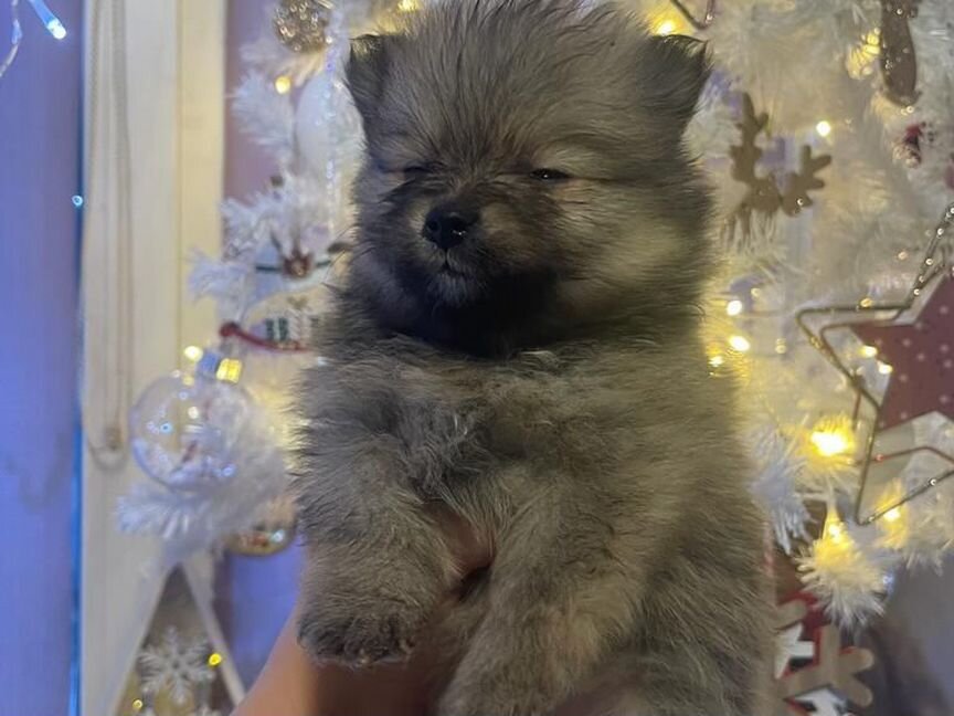 Щенки шпица