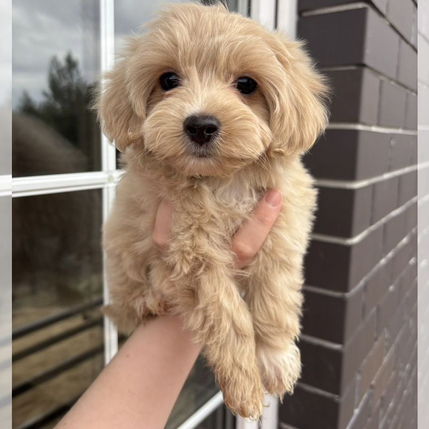 Мальтипу, щенок