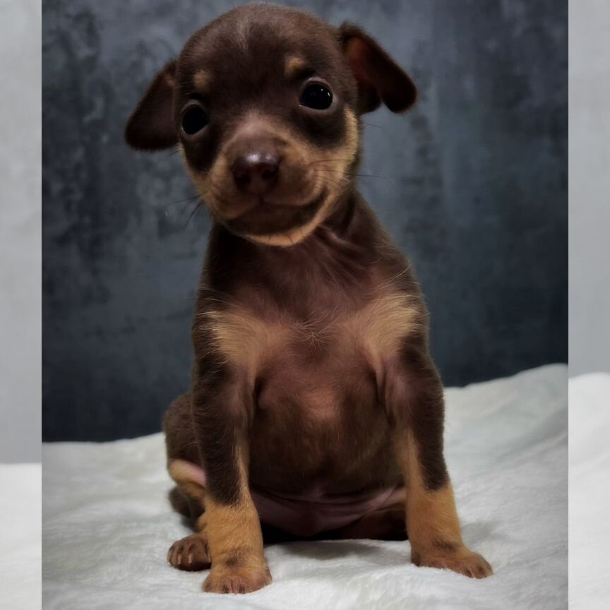 Русский той-терьер, щенок