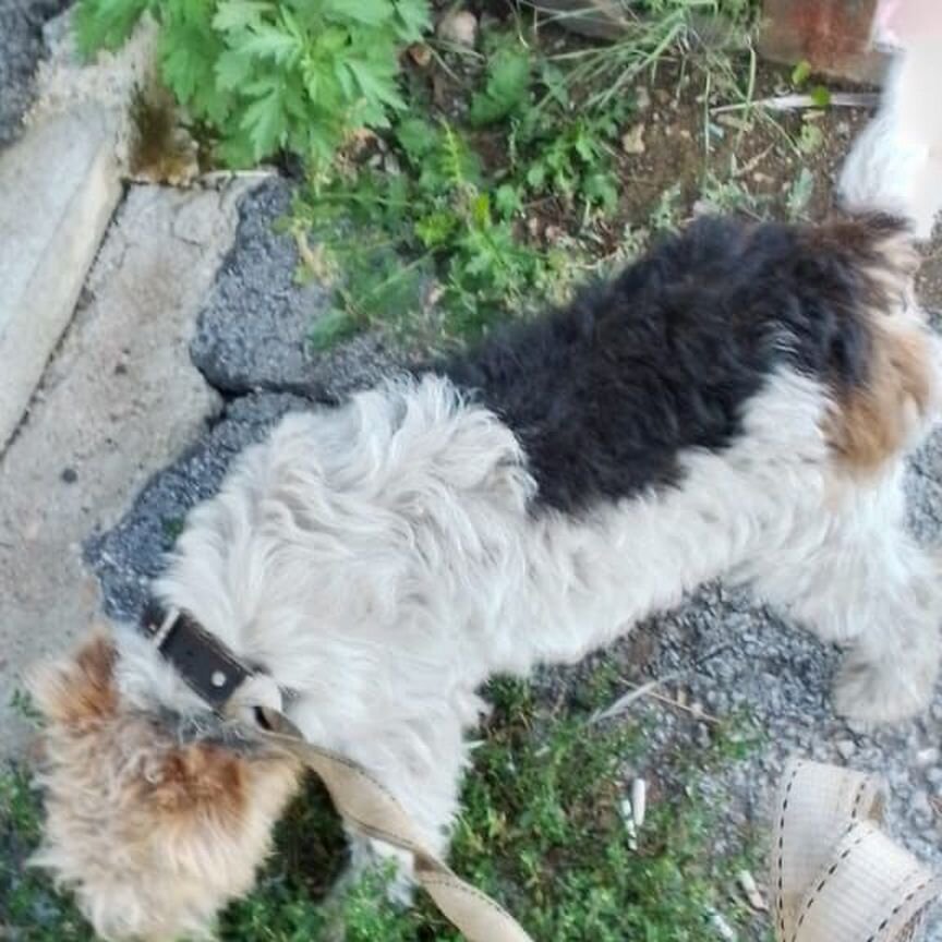 Фокс терьер