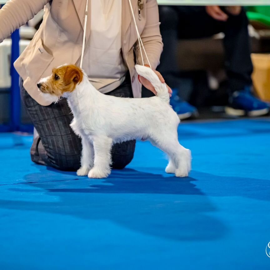 Джек рассел терьер