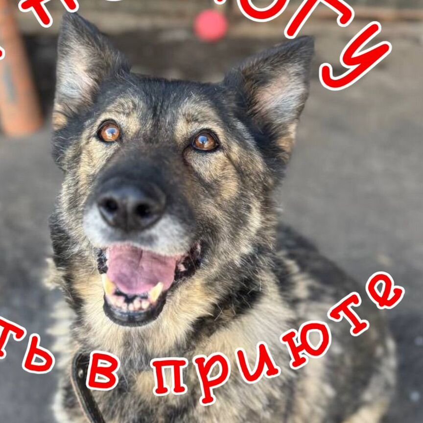 Взрослая собака в добрые руки