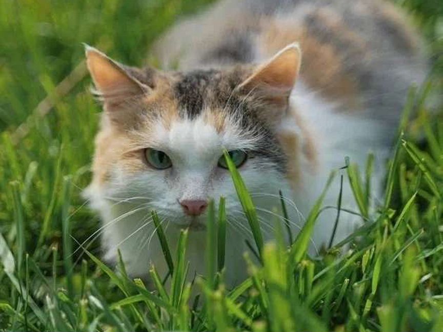 Кошка в дар