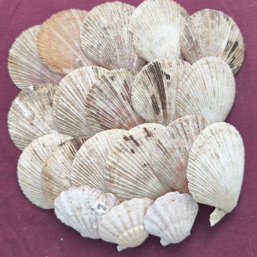 Ракушка морского гребешка