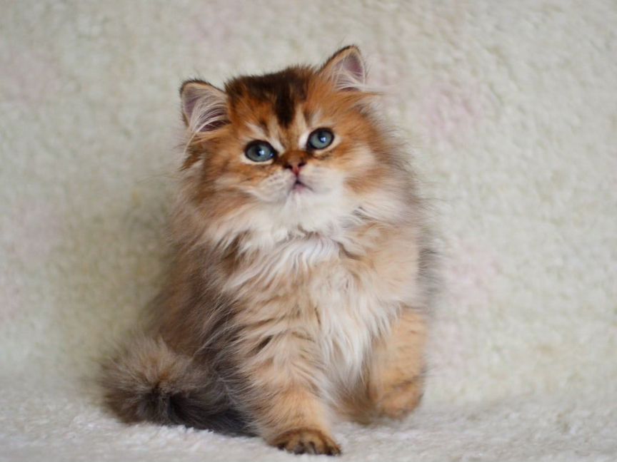 Золотая кошечка