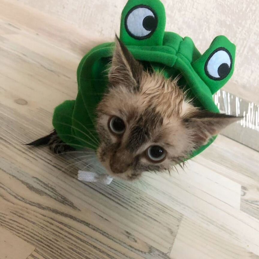 Котенок добрые руки