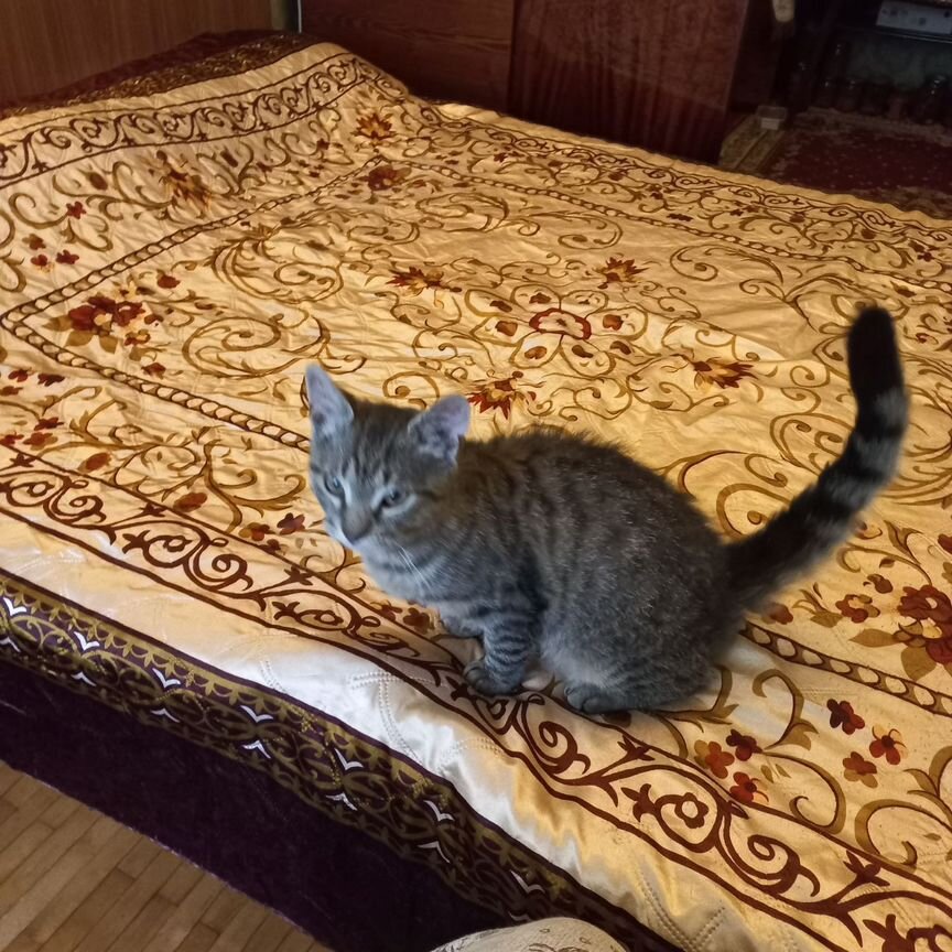 Отдам в добрые руки