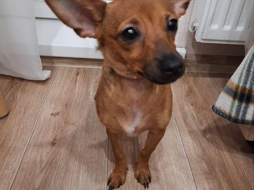 Той-терьер щенок 5 месяцев