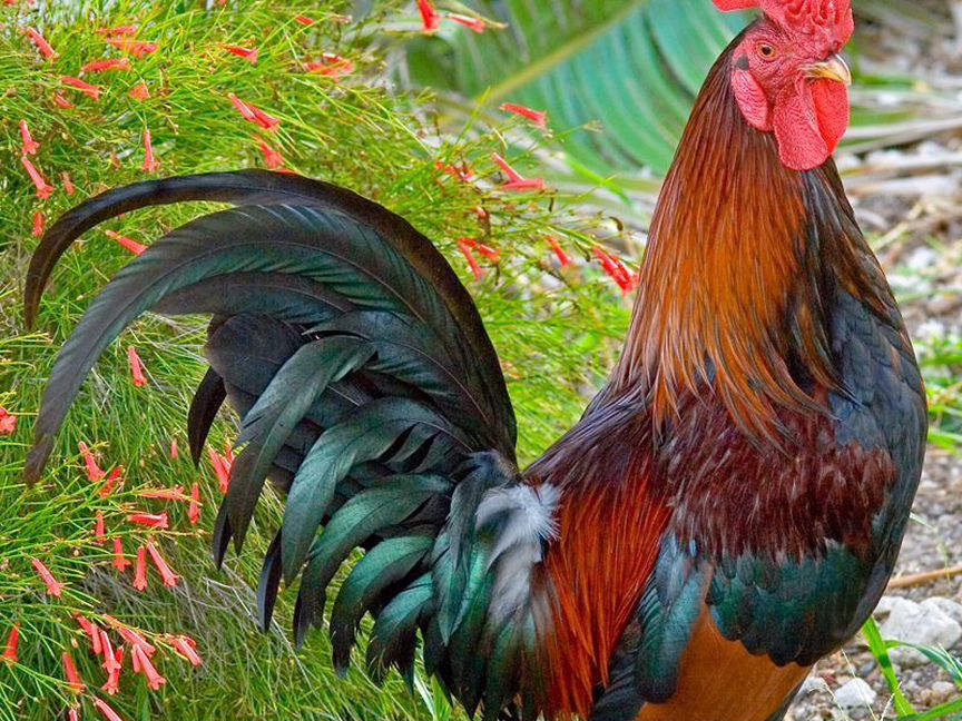 Молодые петухи